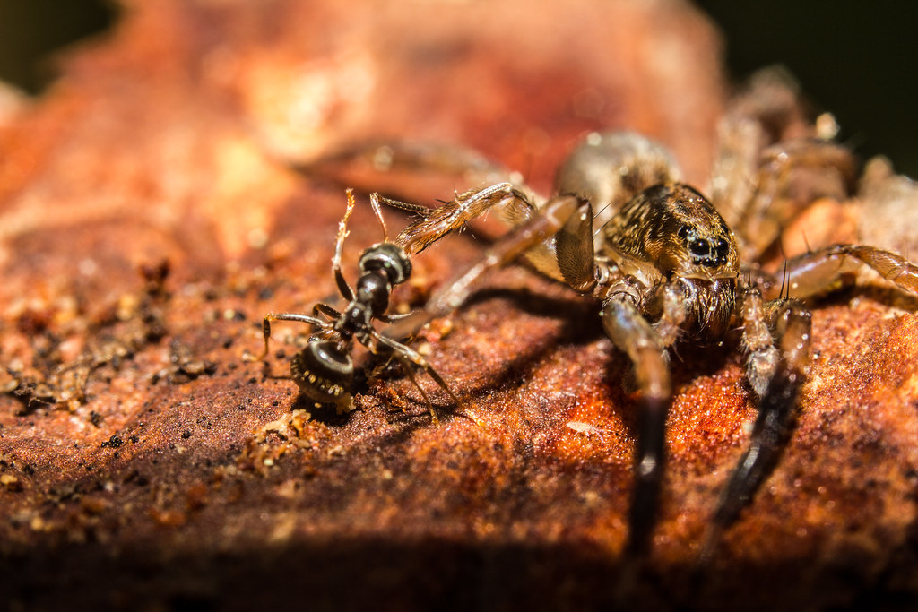 Ant vs Spider | Being close to this ants (lasius niger) nest… | Flickr